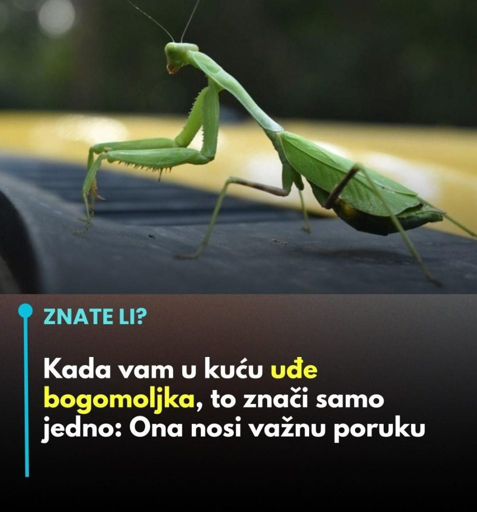 Kada BOGOMOLJKA uđe u vašu kuću, to znači SAMO JEDNO… | Rain portal